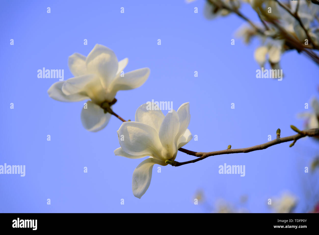 Man and magnolia trees hi-res stock photography and images - Alamy