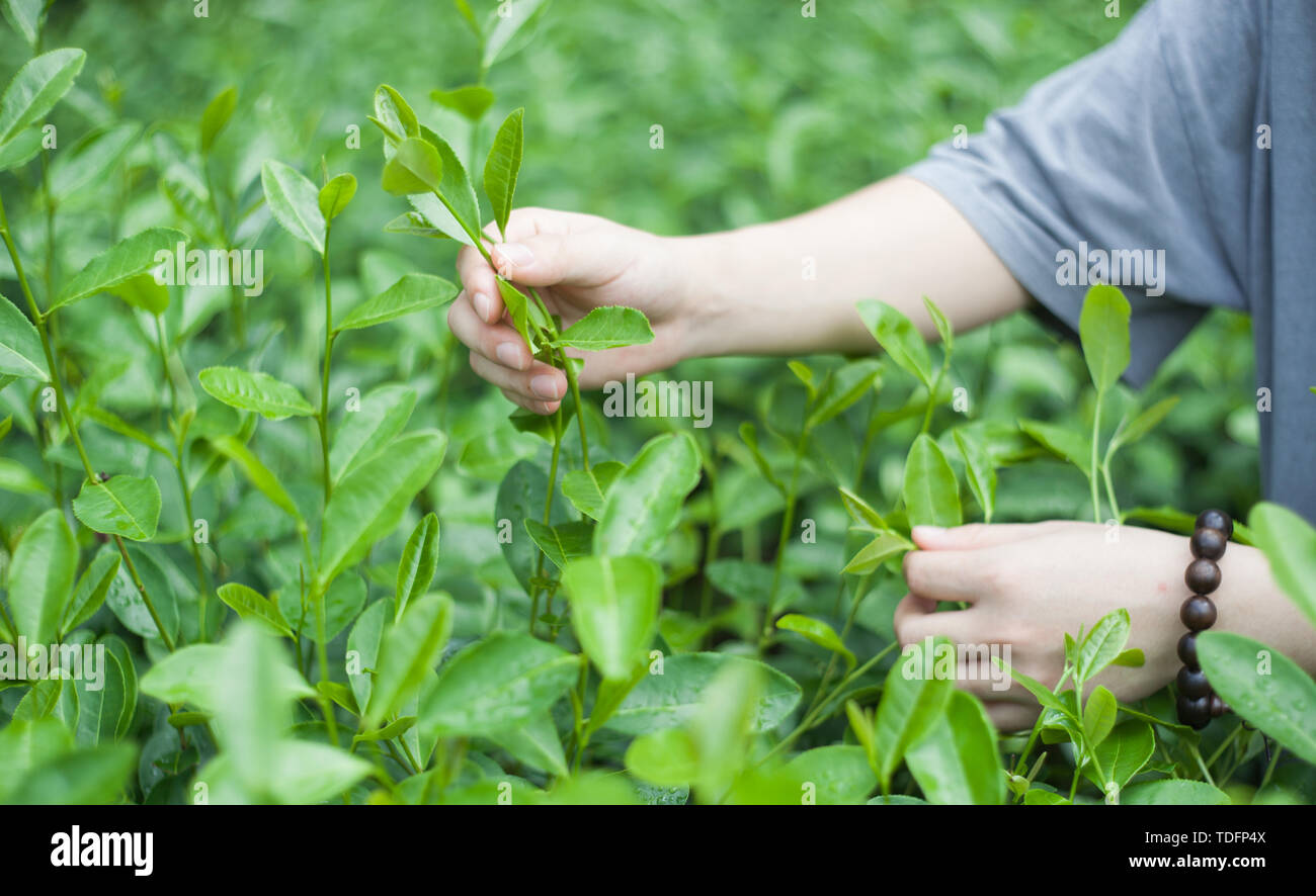 Origin of tea Stock Photo - Alamy