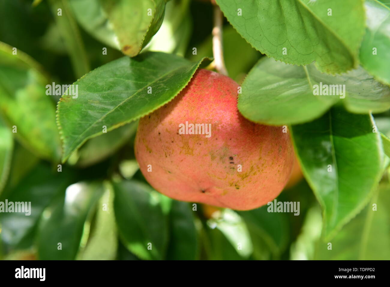 Oil tea, tea fruit Stock Photo - Alamy