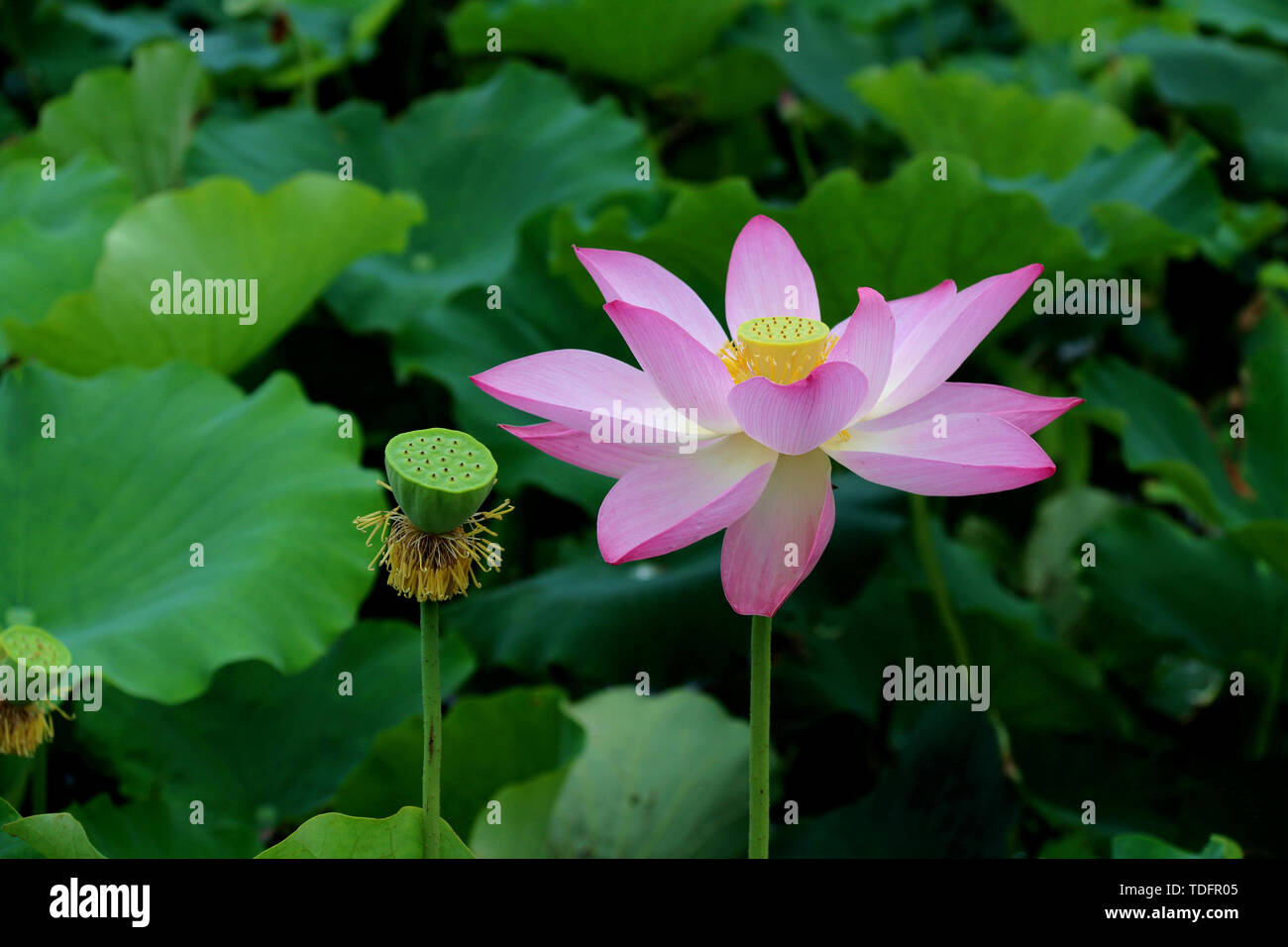 Nature lotus genus hi-res stock photography and images - Alamy
