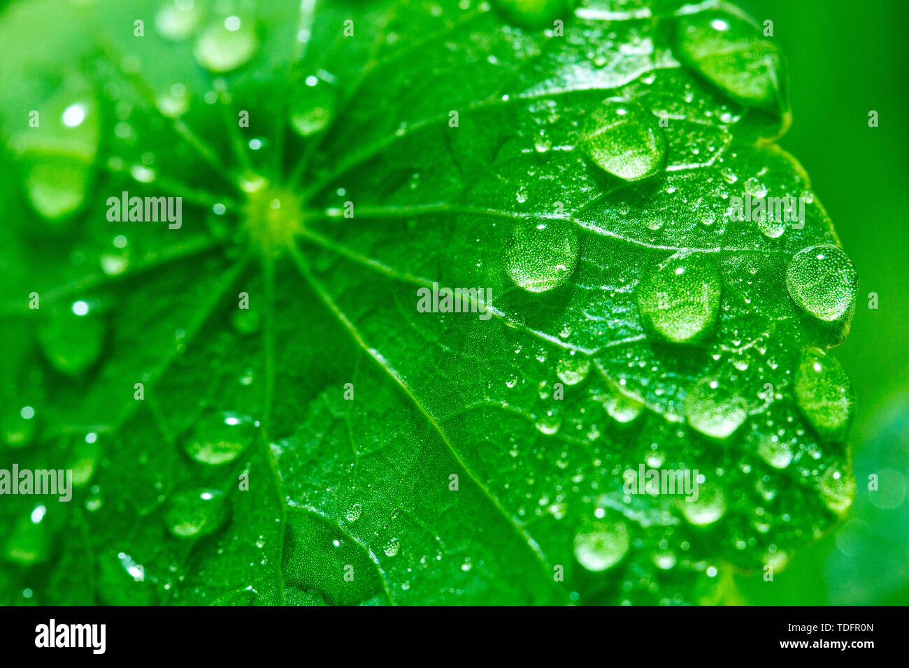 Copper grass leaves Stock Photo - Alamy
