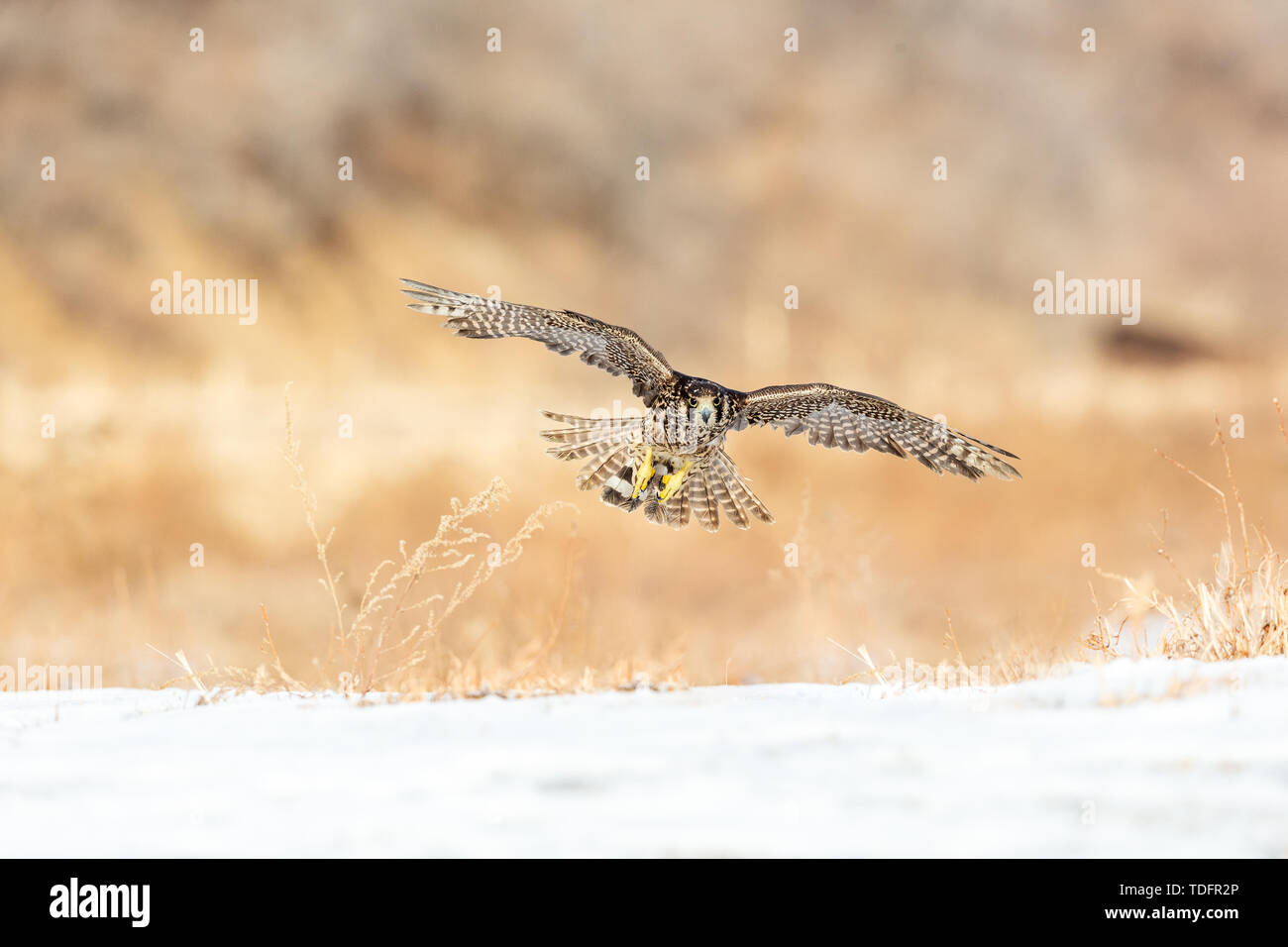 Peregrine falcons flying in the sun and snow Stock Photo - Alamy