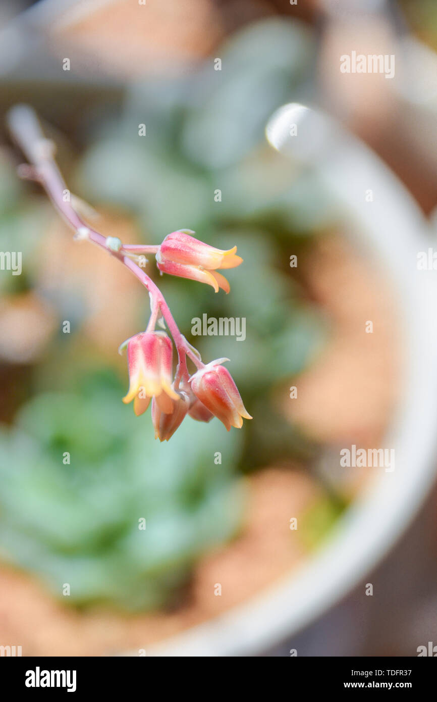 The fleshy plant flower sword Stock Photo - Alamy