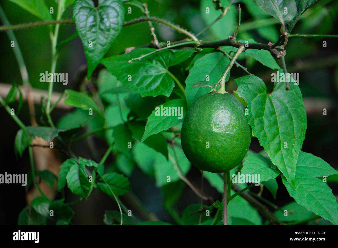 Natural Green Lemon tree, Batabi Nebu, Nimboo, Nimbura, China lemon ...