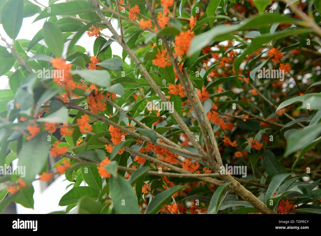 Dangui hi-res stock photography and images - Alamy