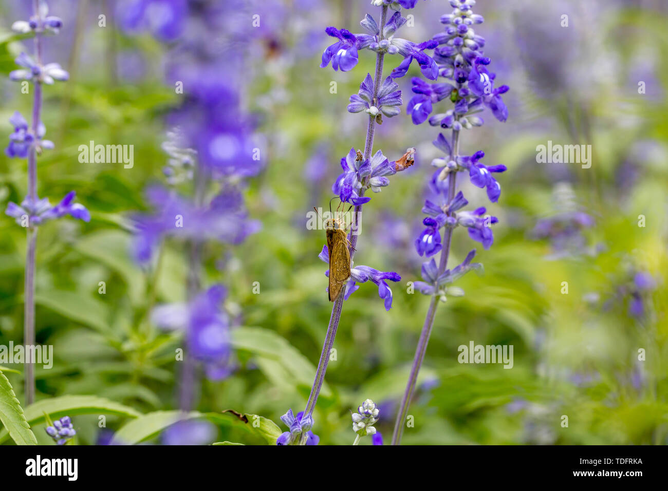 Probiotic insects hi-res stock photography and images - Alamy