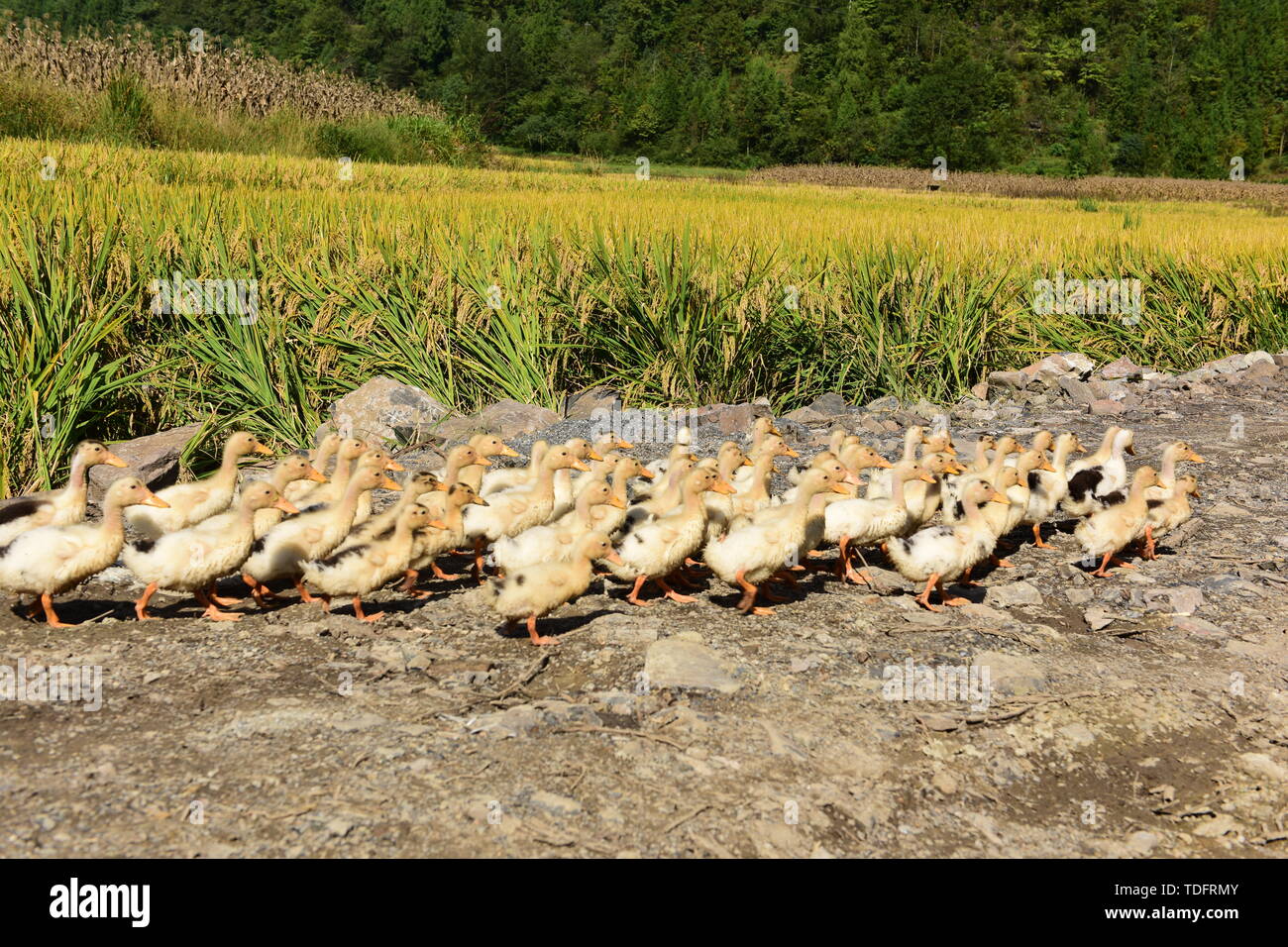 Spike ducks hi-res stock photography and images - Alamy