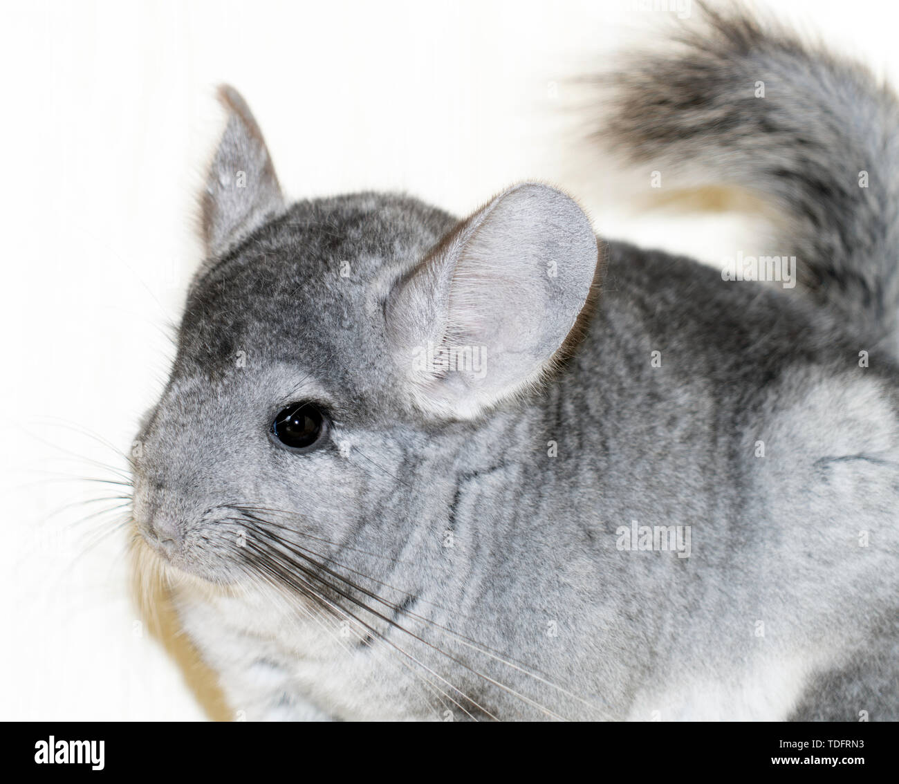 Rabbit rat hi-res stock photography and images - Alamy