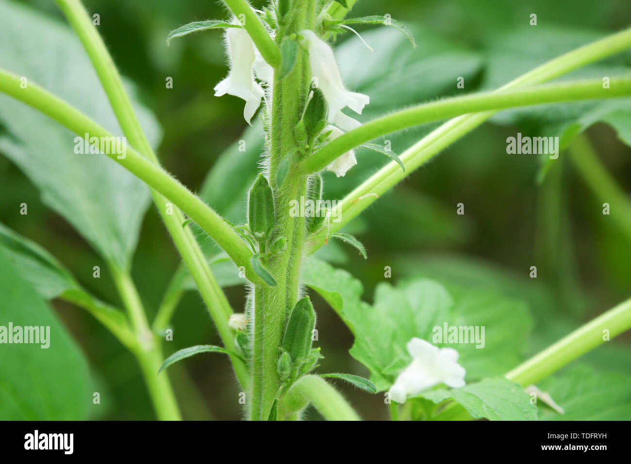 Sesame seedlings hi-res stock photography and images - Alamy