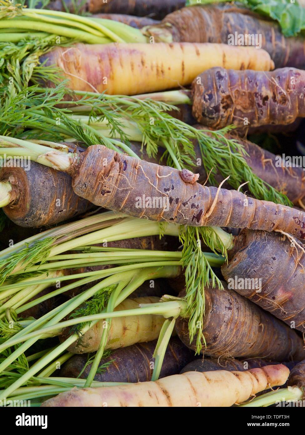 Macro of red rutabaga carrots Stock Photo - Alamy