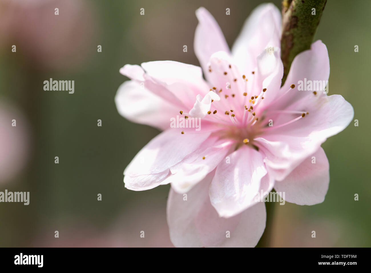 Peach groves hi-res stock photography and images - Alamy