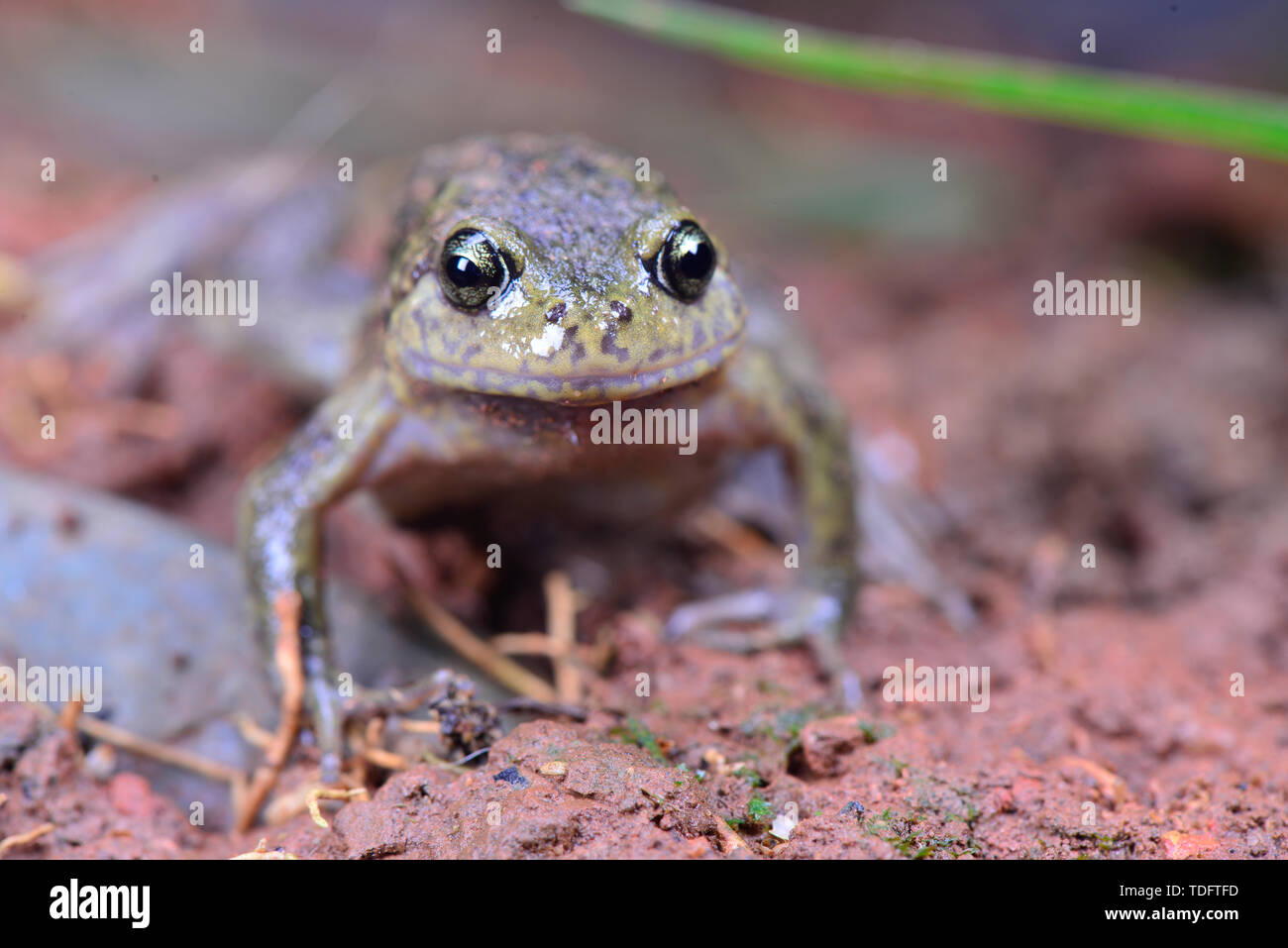More warts, narrow-mouthed frogs Stock Photo - Alamy