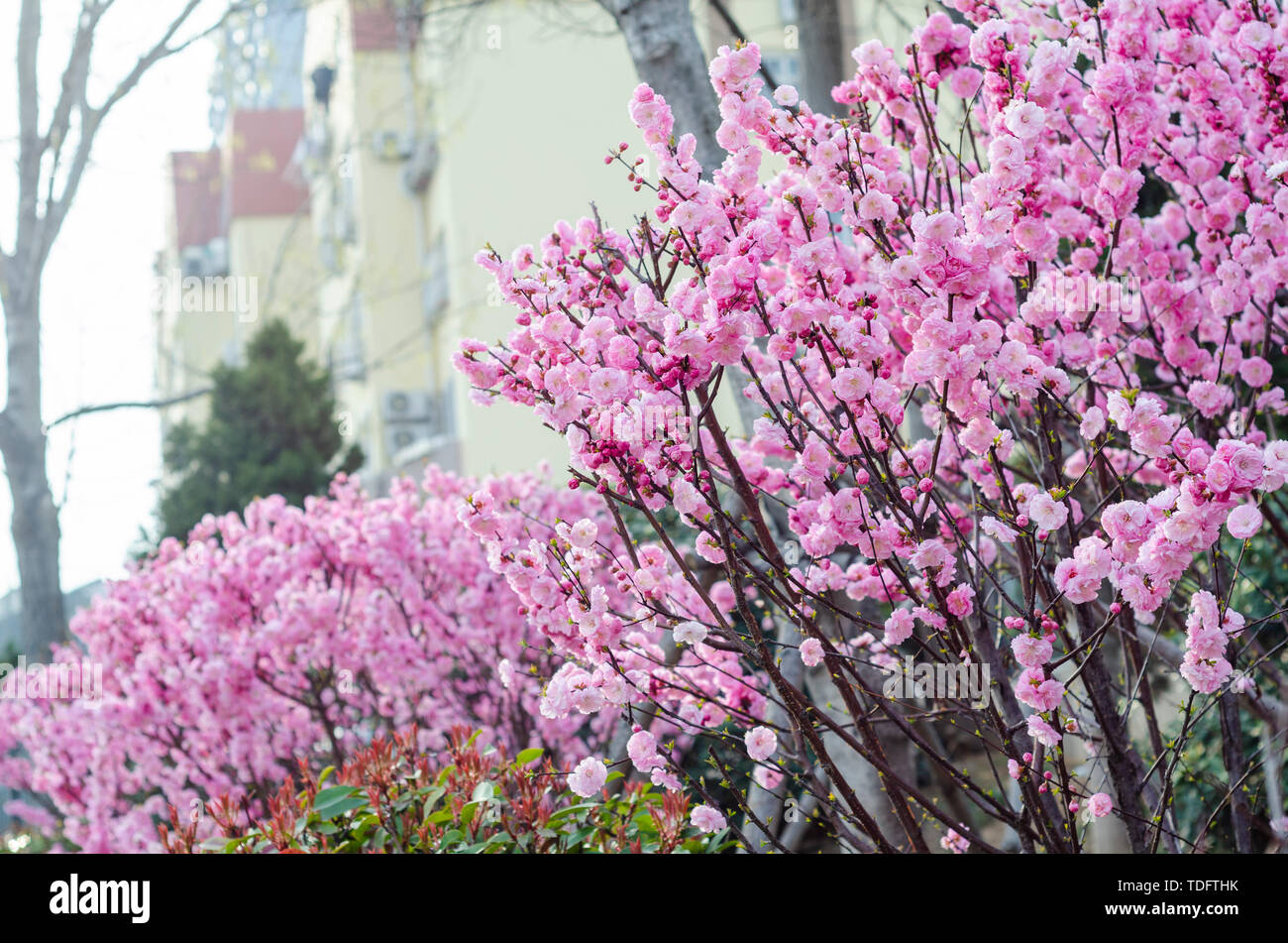 Spring elm plum bloom Stock Photo - Alamy