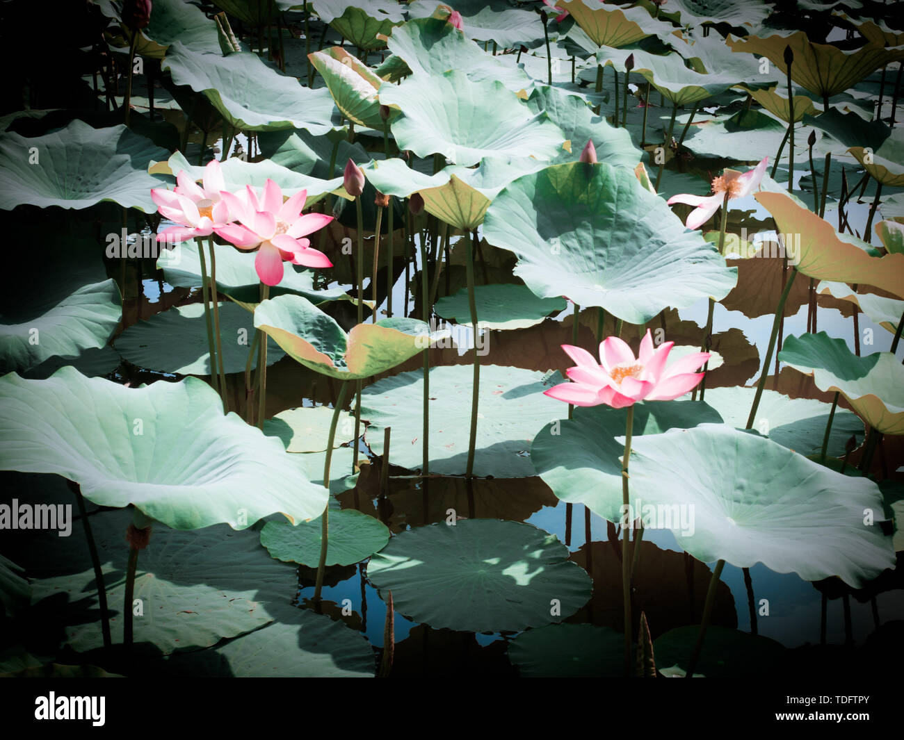 Aquatic plants in foreign countries hi-res stock photography and images ...