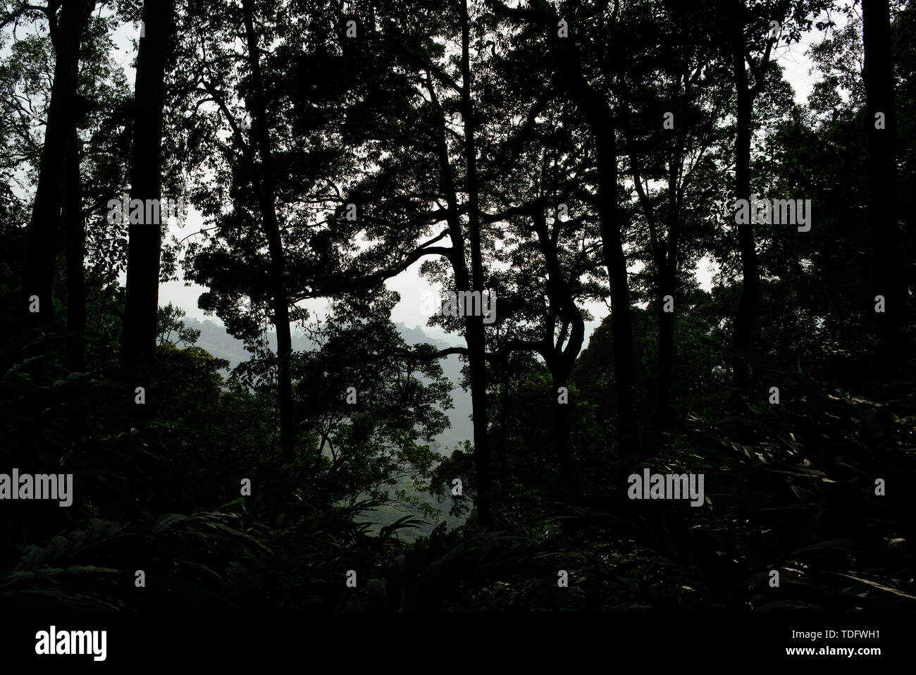 The forests above Munnar, Kerala, India Stock Photo - Alamy