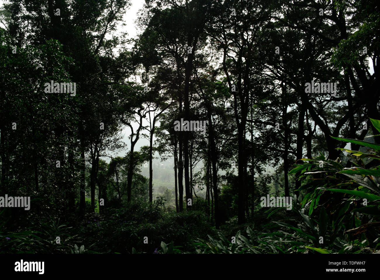 The forests above Munnar, Kerala, India Stock Photo - Alamy