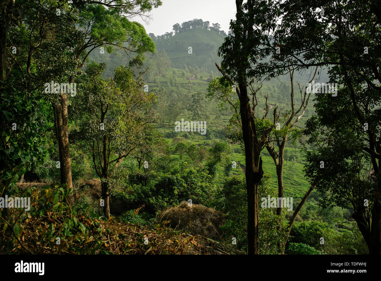 The forests above Munnar, Kerala, India Stock Photo - Alamy