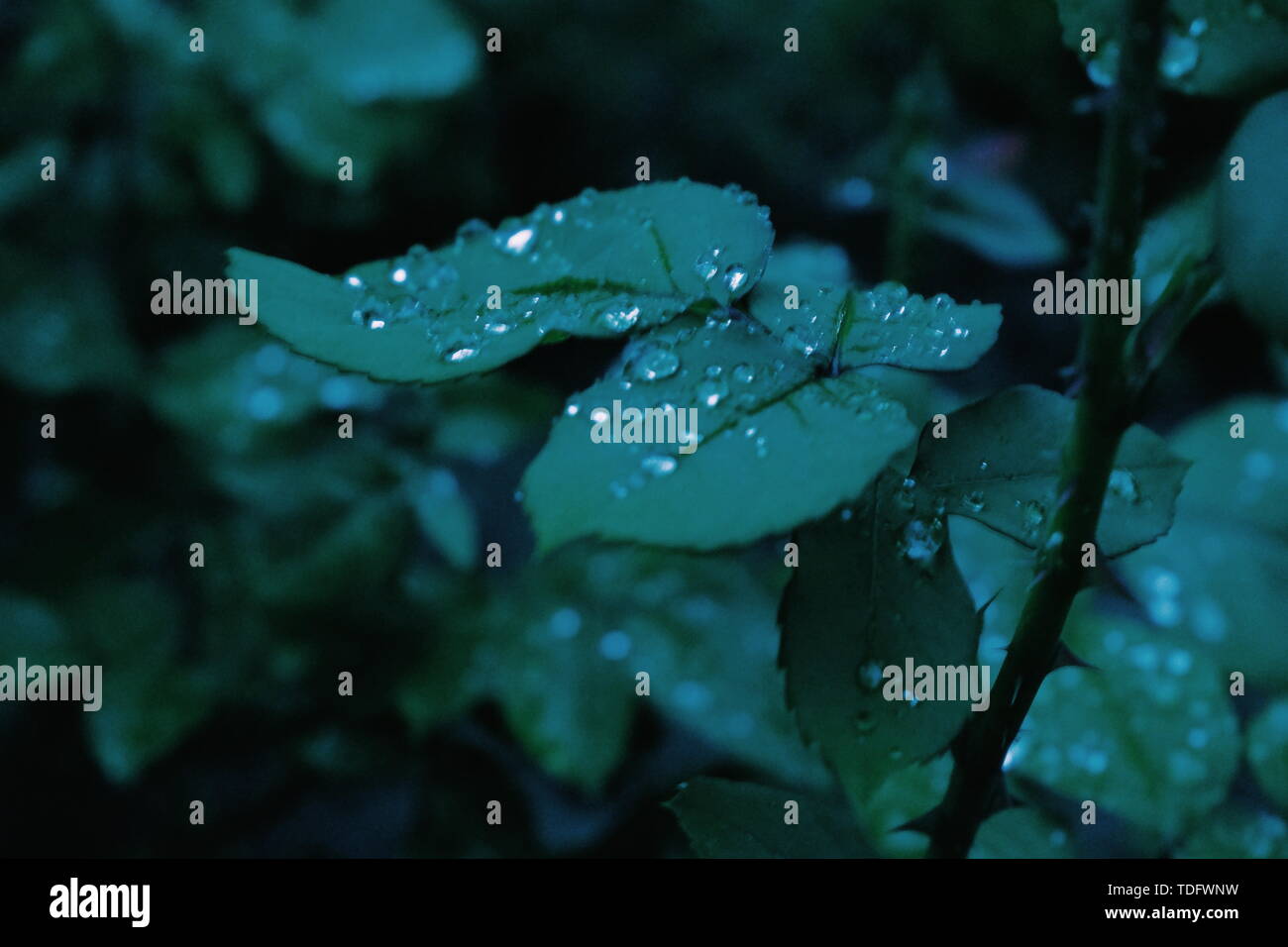 Foliation of leaves hi-res stock photography and images - Alamy
