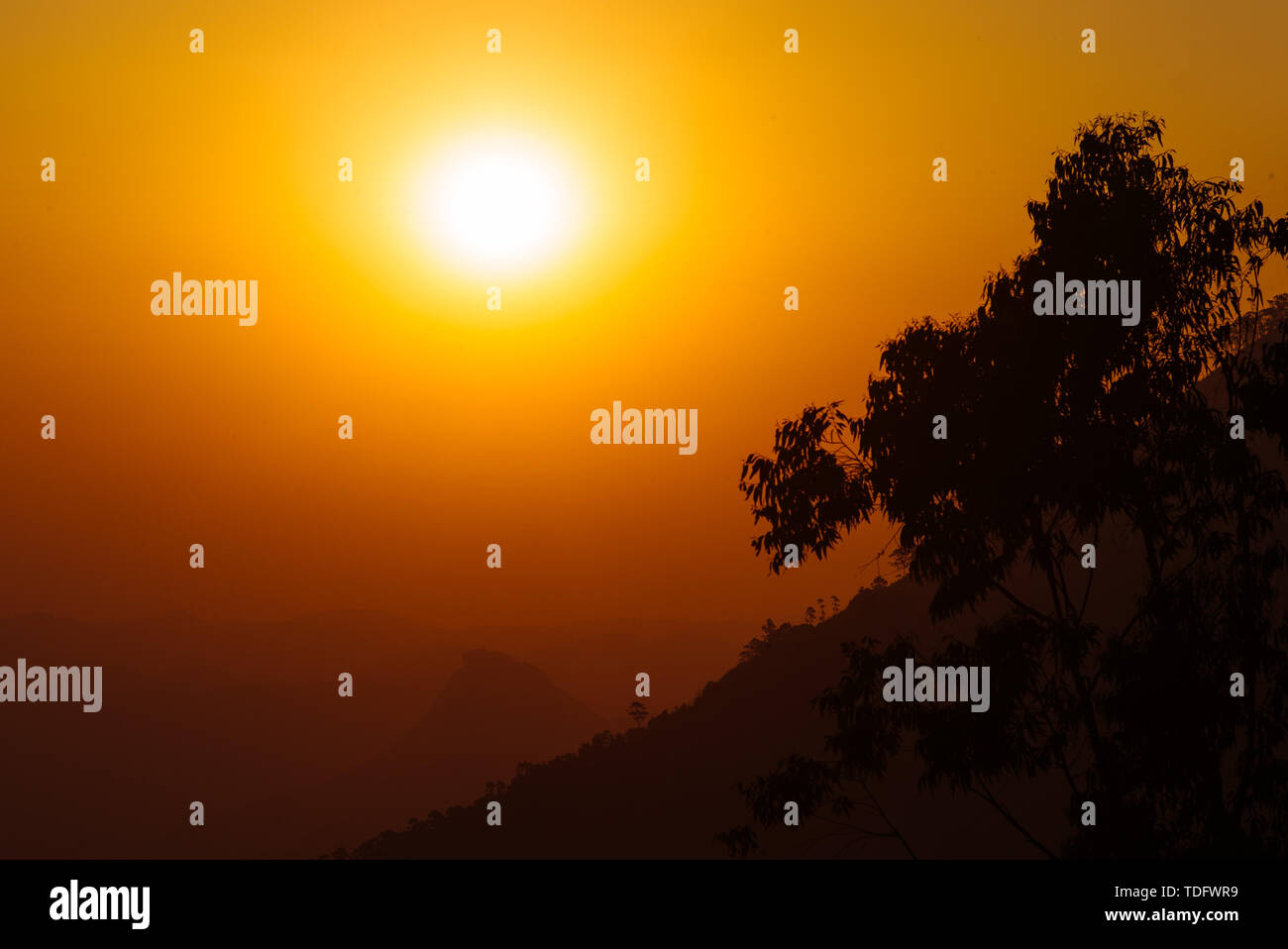 Sunset over the tea plantations of Munnar in Kerala, India Stock Photo ...