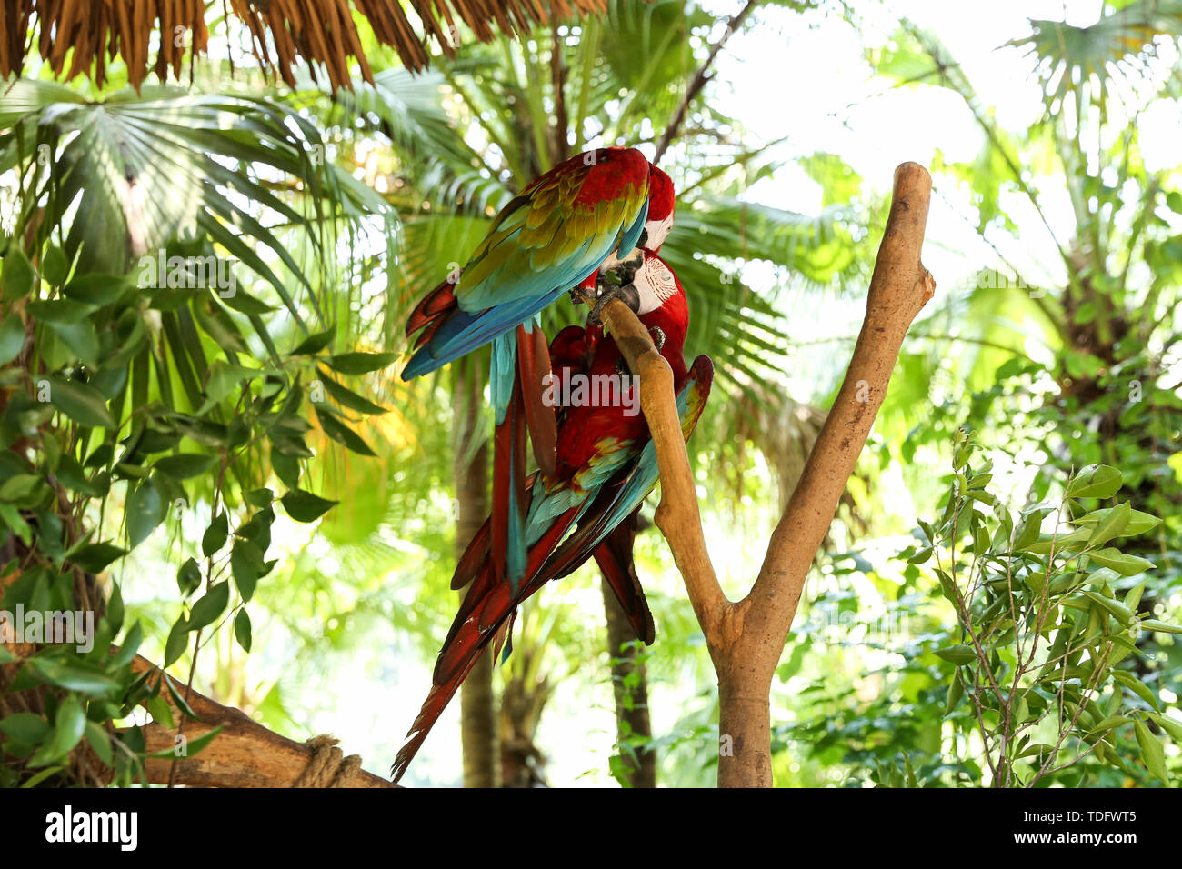 The macaw in the zoo Stock Photo - Alamy