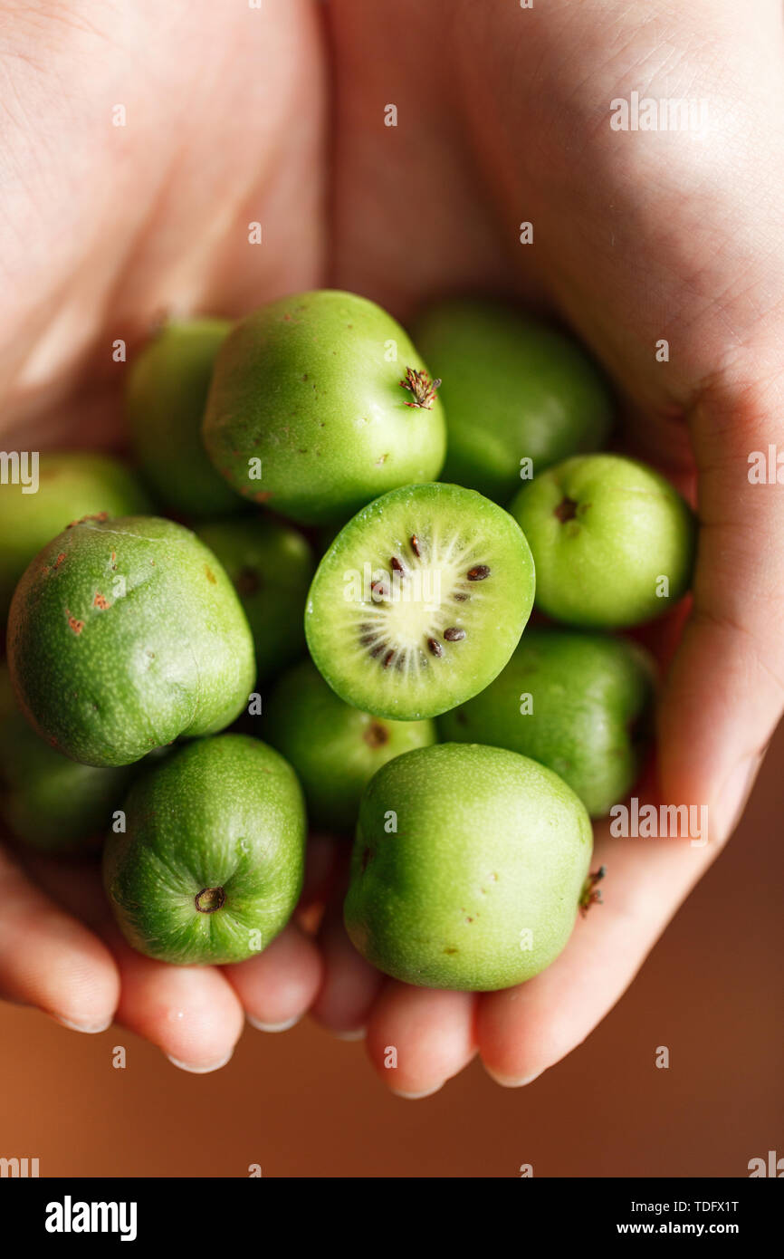 In natural light, he held a handful of mini kiwi fruit in both hands ...