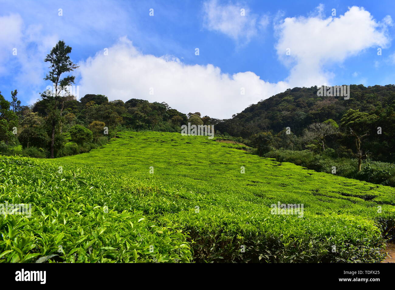 Meghamalai hills hi-res stock photography and images - Alamy