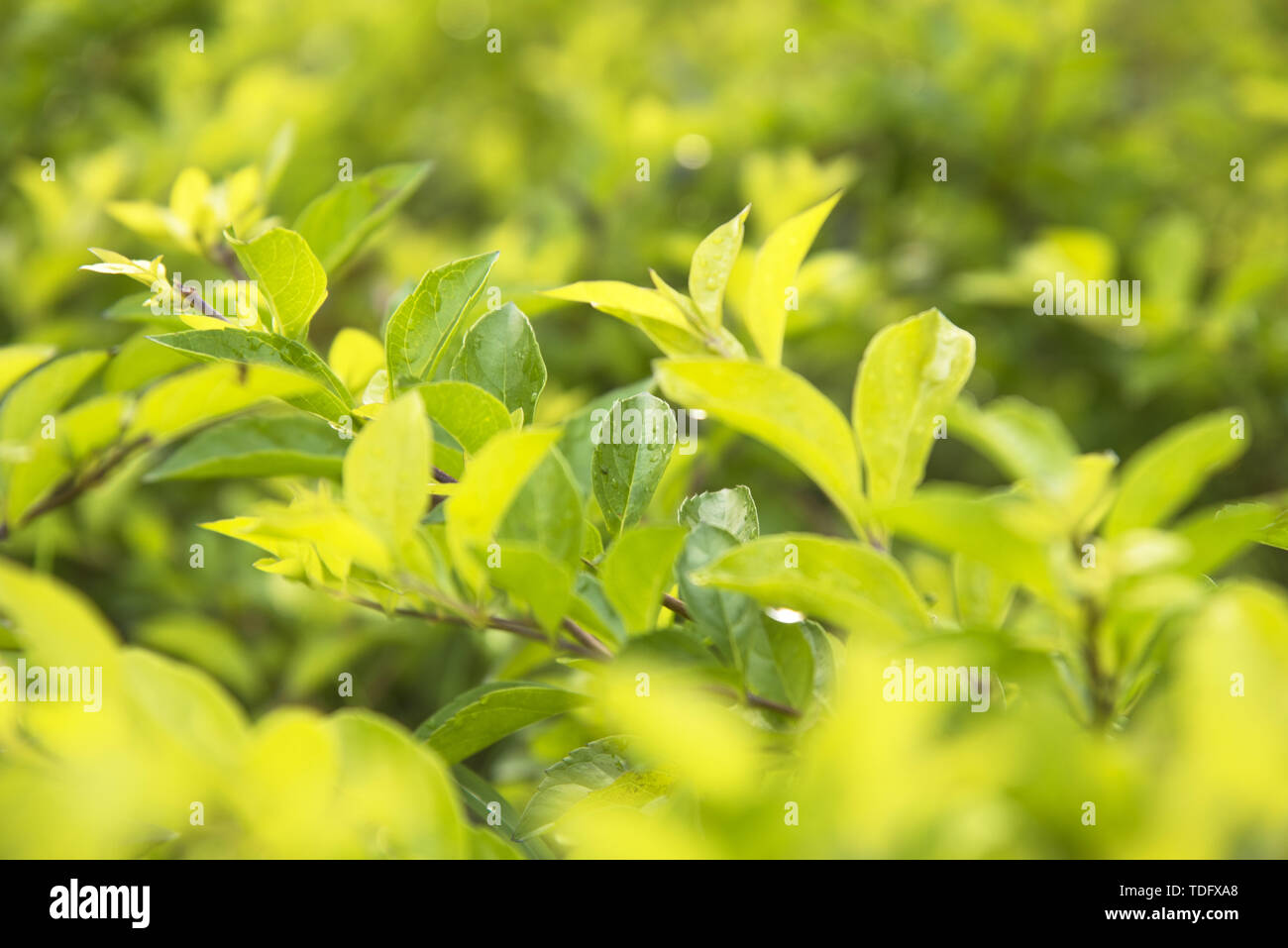 Photos of greenery after rain Stock Photo - Alamy