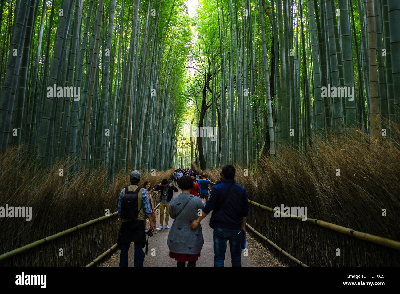 Sagano bamboo forest, kyoto, japan hi-res stock photography and images ...