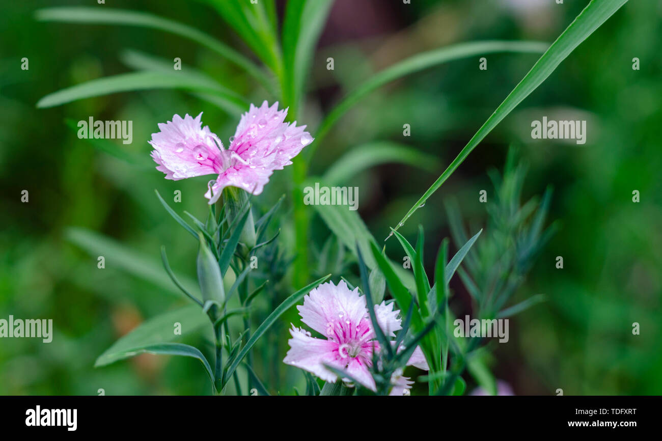 Flowers after spring rain Stock Photo - Alamy