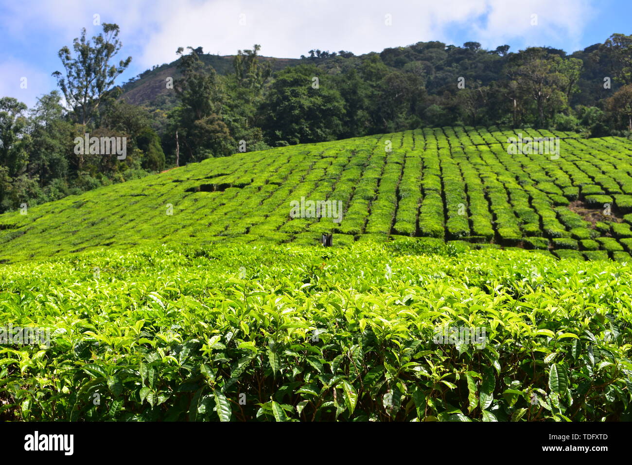 Meghamalai hills hi-res stock photography and images - Alamy