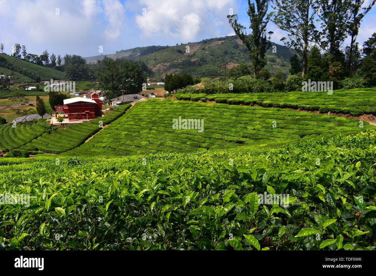 Meghamalai tea estate hi-res stock photography and images - Alamy