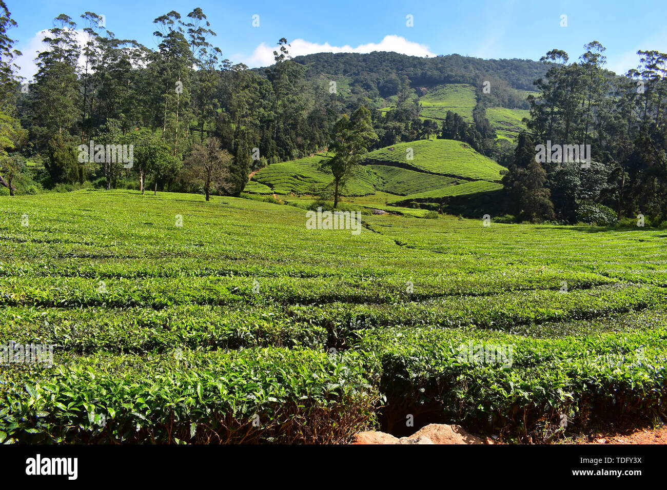 Meghamalai hills hi-res stock photography and images - Alamy