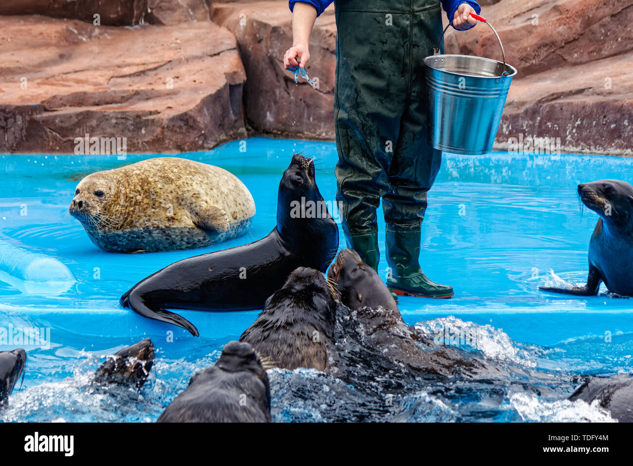 Seal in Haichang Ocean Park, Shanghai Stock Photo - Alamy