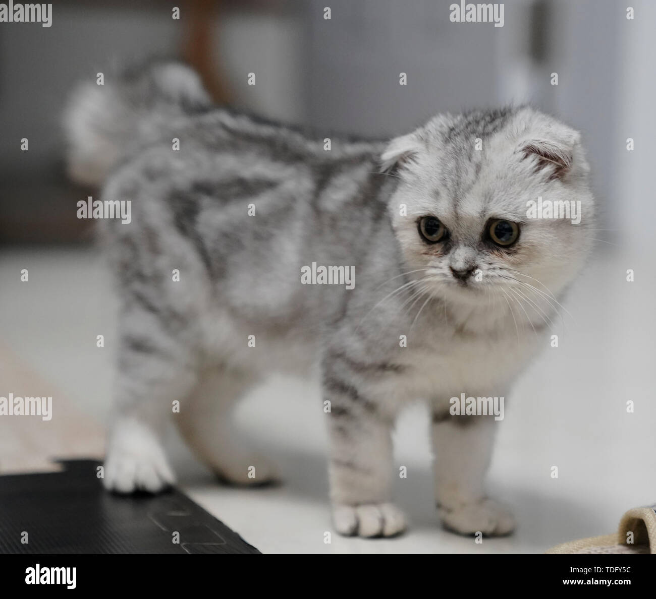 Fold-ear cat kitten cub Stock Photo - Alamy