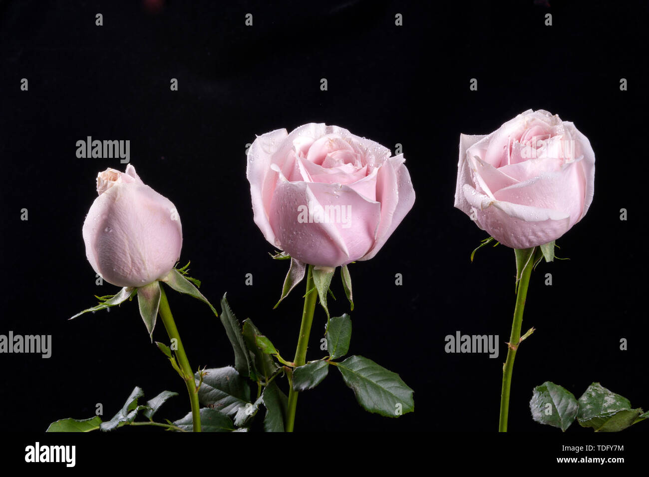 Pink Snow Mountain Rose Stock Photo - Alamy
