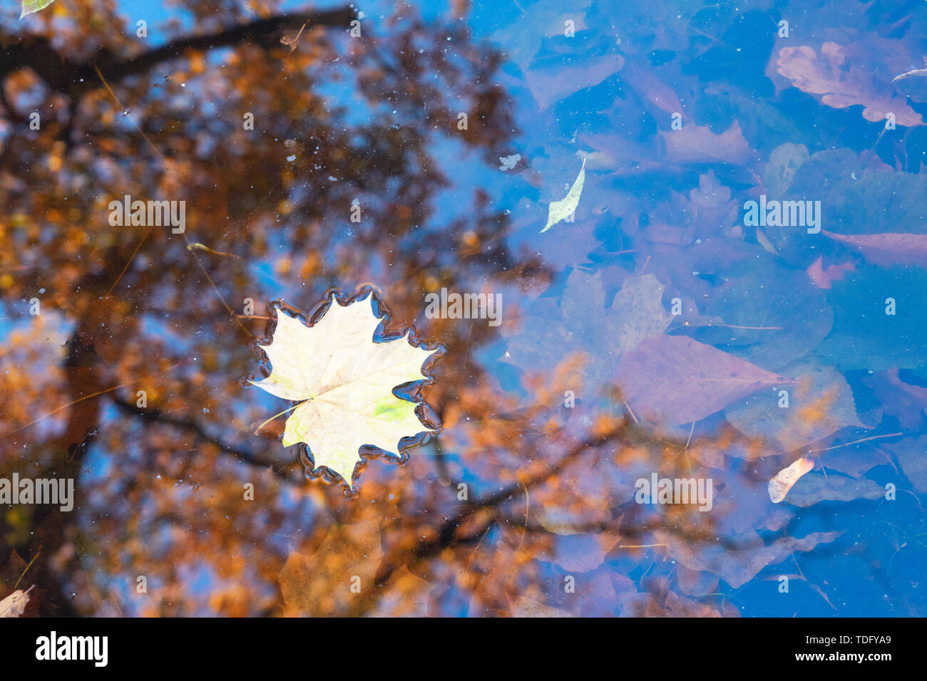 fall maple leaves Stock Photo - Alamy