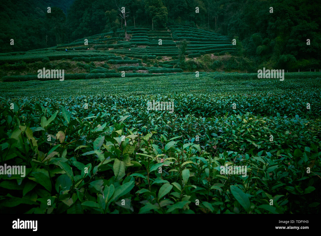 Meijiawu Longjing tea Stock Photo - Alamy