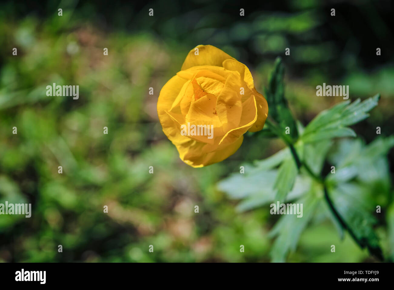 Beautiful yellow Globeflowers European. Ranunculaceae. Flower of the ...