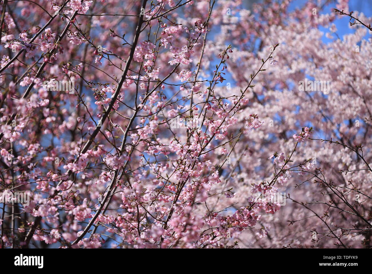 Spring cherry blossoms Stock Photo - Alamy