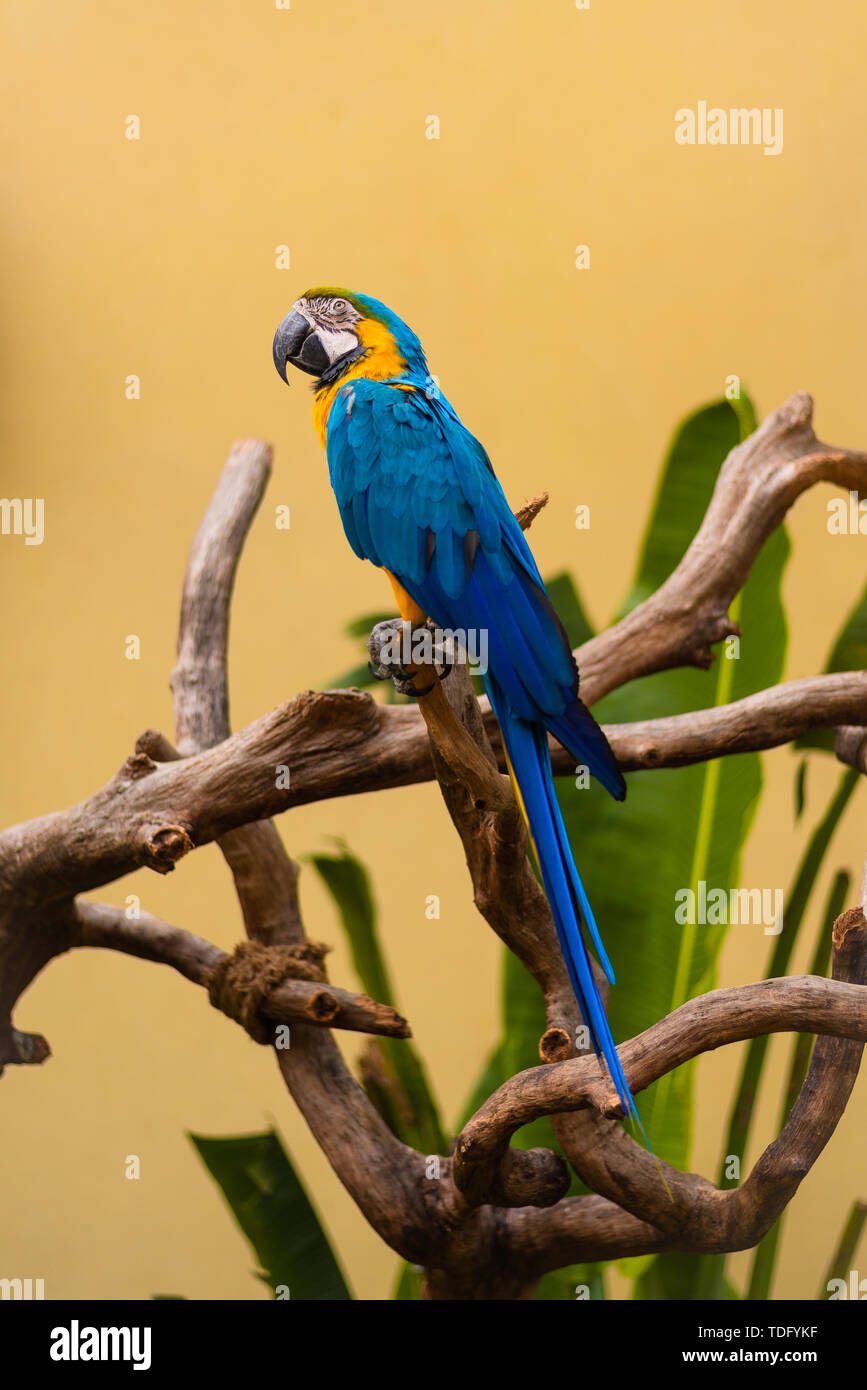 Glass macaws hi-res stock photography and images - Alamy