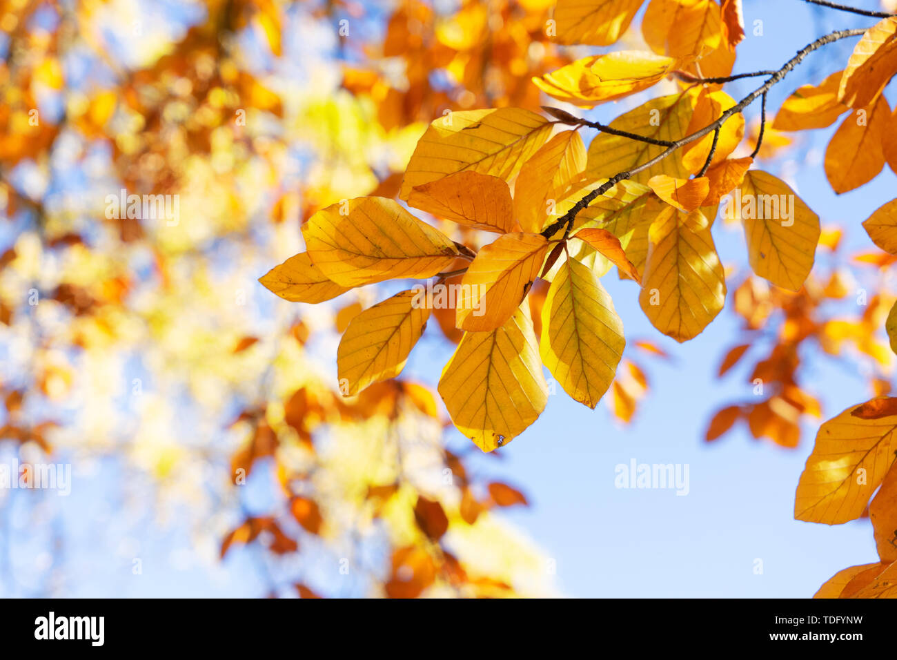 fall maple leaves Stock Photo - Alamy