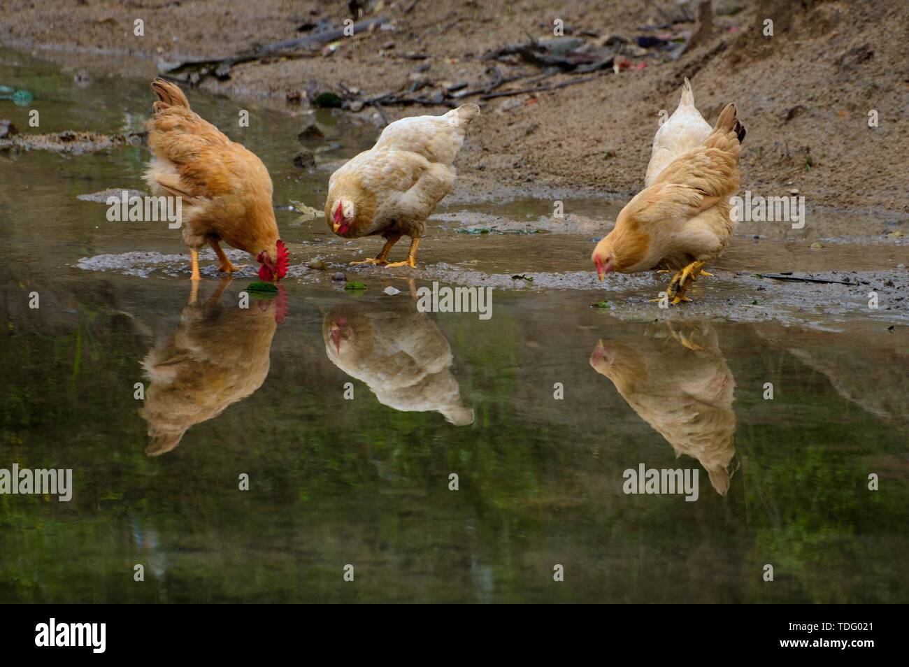 The native chicken of the country Stock Photo - Alamy