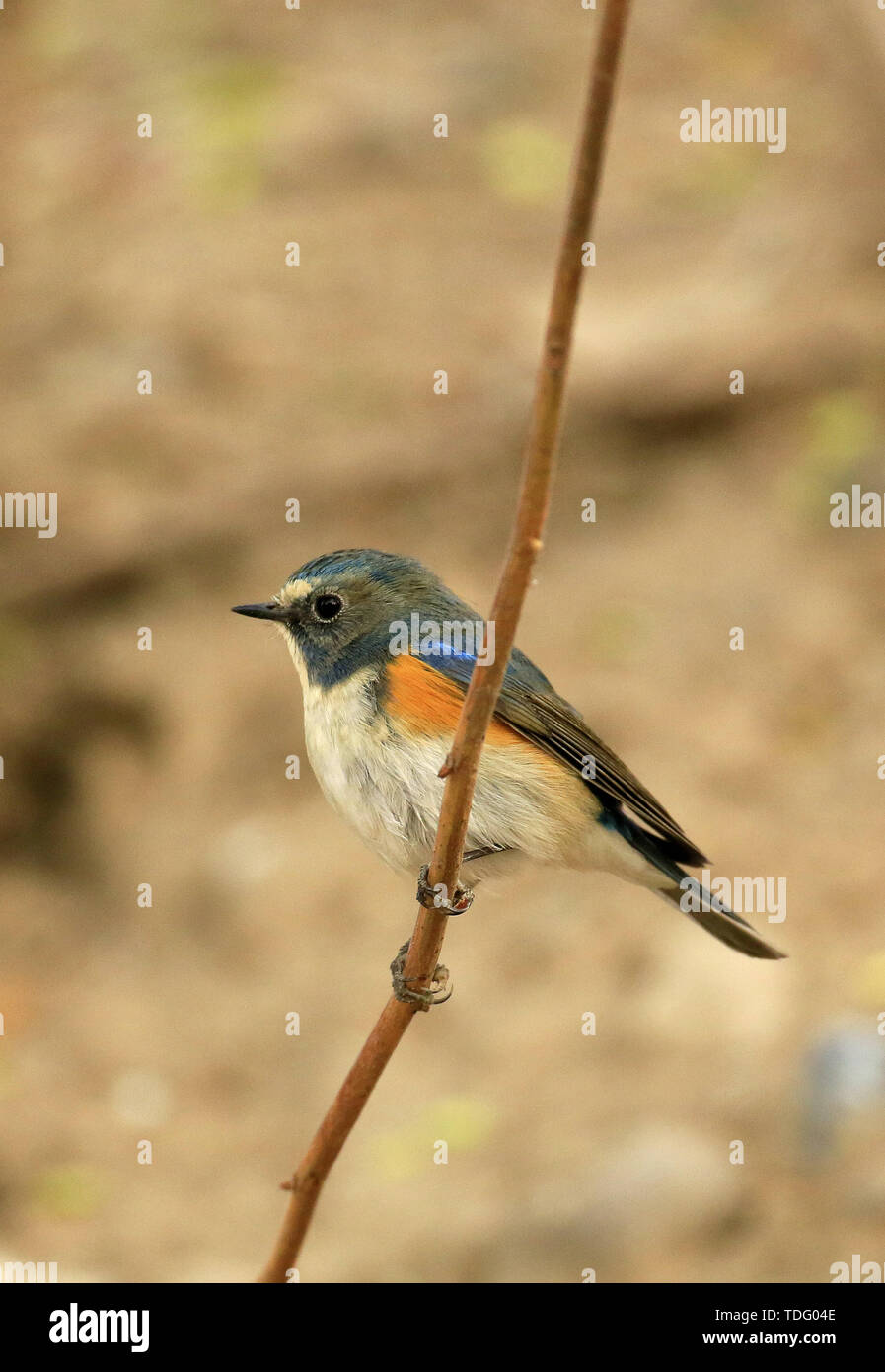 red - tailed robin Stock Photo - Alamy
