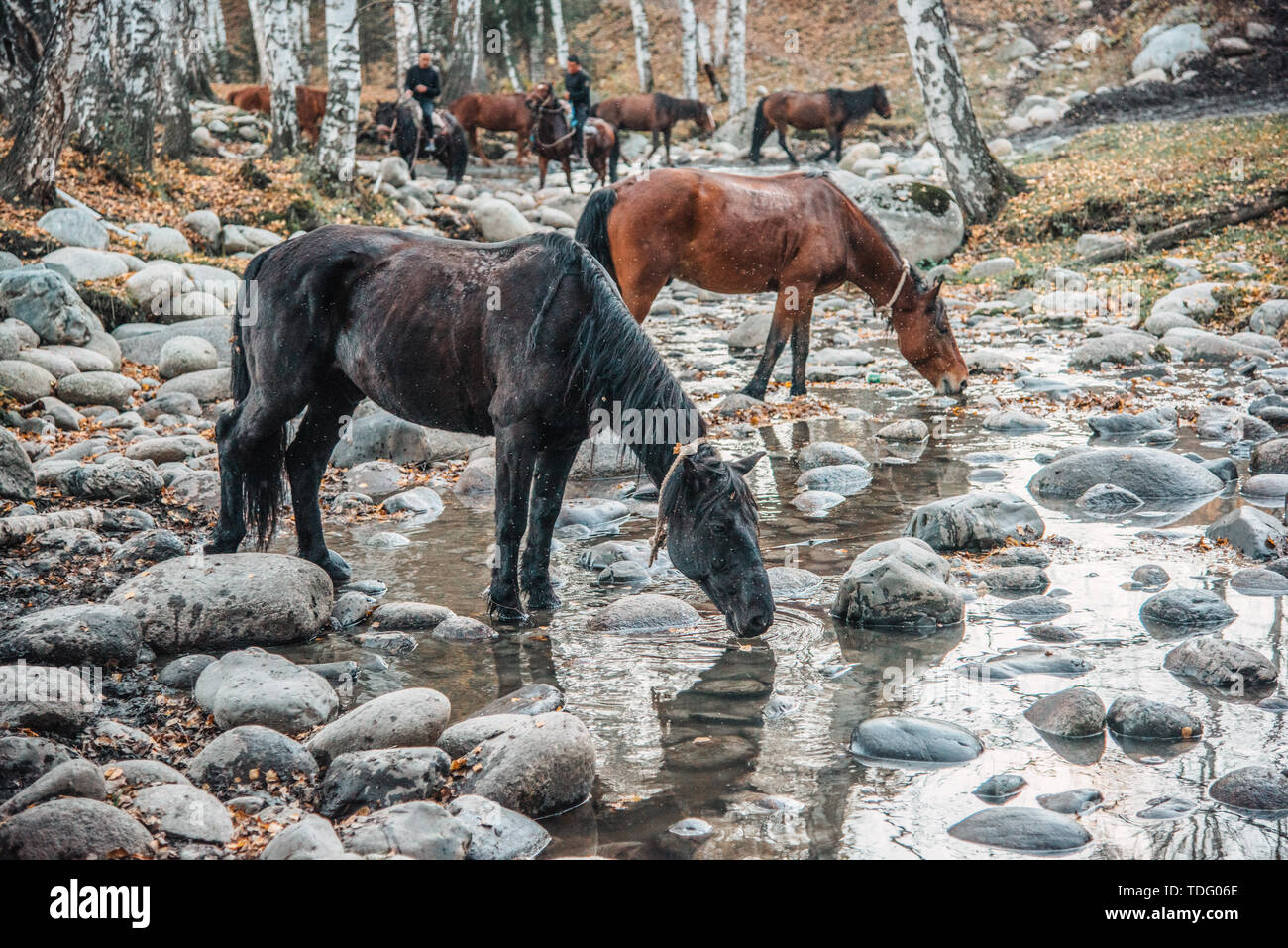 Horse drinking water in the river Stock Photo - Alamy