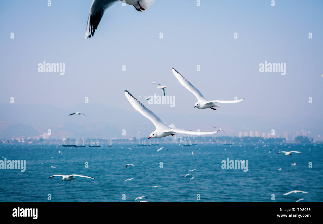Red-billed gull at sea ridge dam in Dianchi Lake, Kunming Stock Photo ...