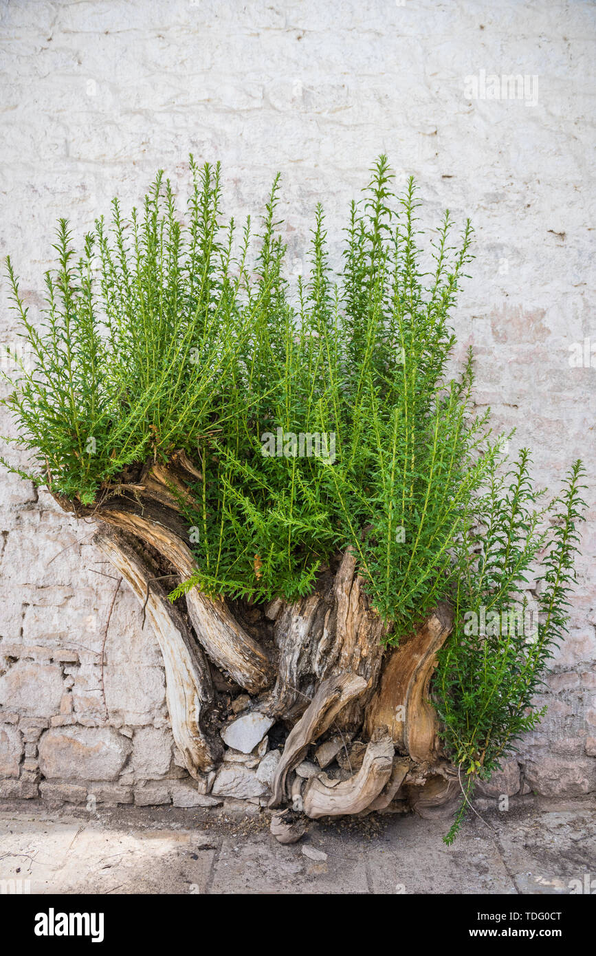 The dead trees in the Sera Temple in Lhasa, Tibet, are covered with ...