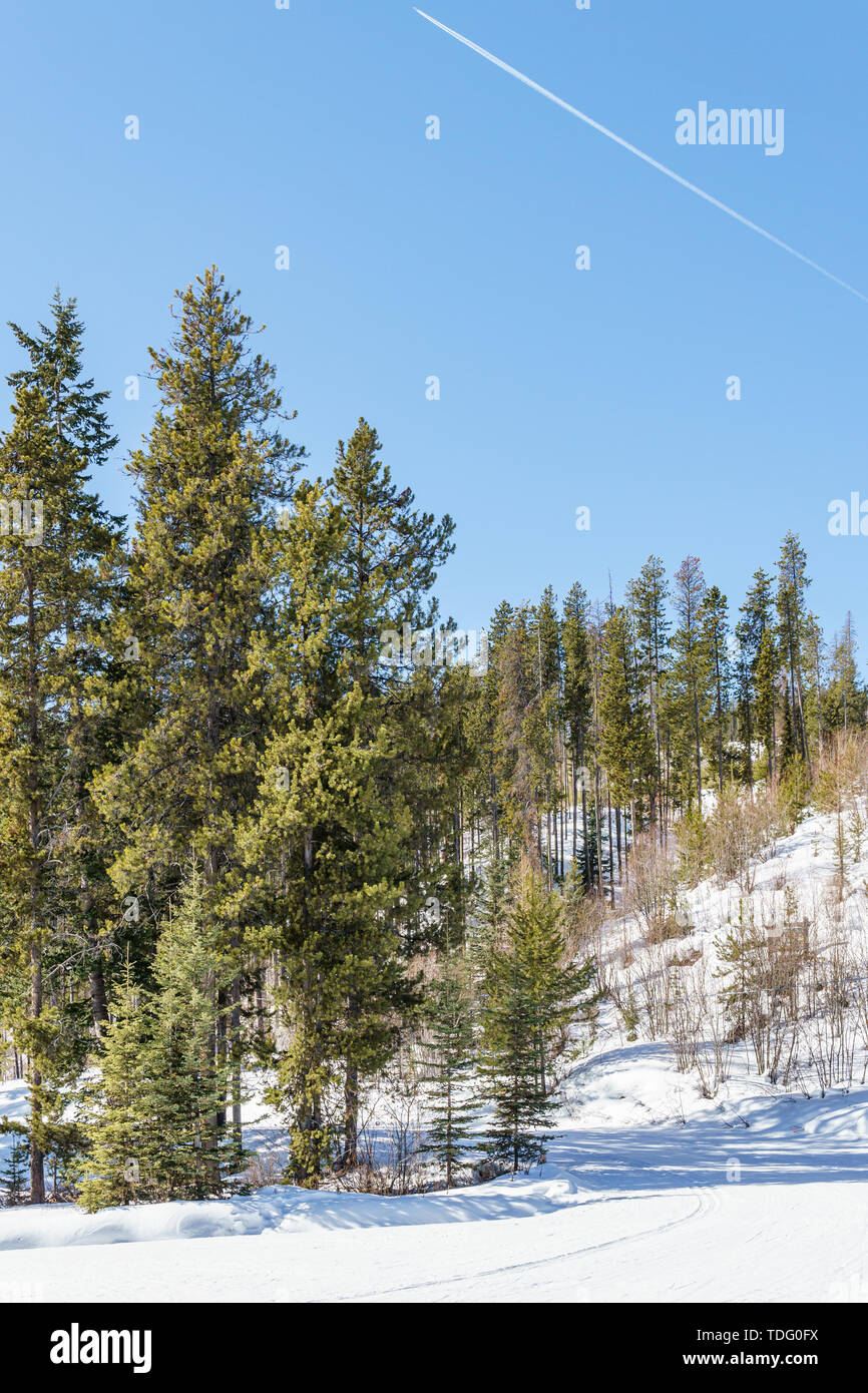 Early spring landscape with young forest with melting snow and at ...