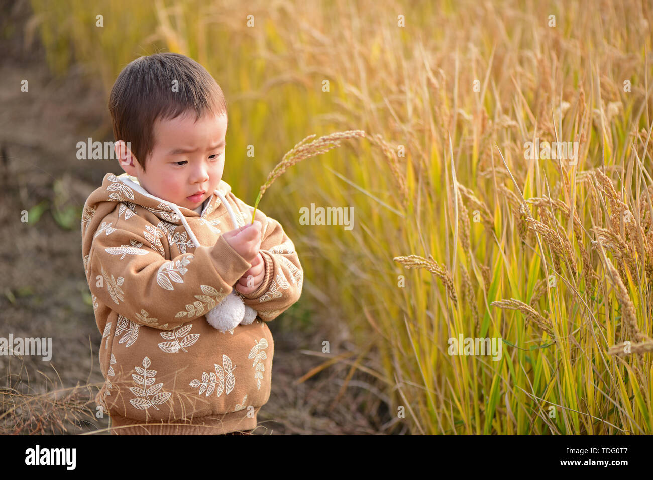 Happy little boy in the rice field Stock Photo - Alamy