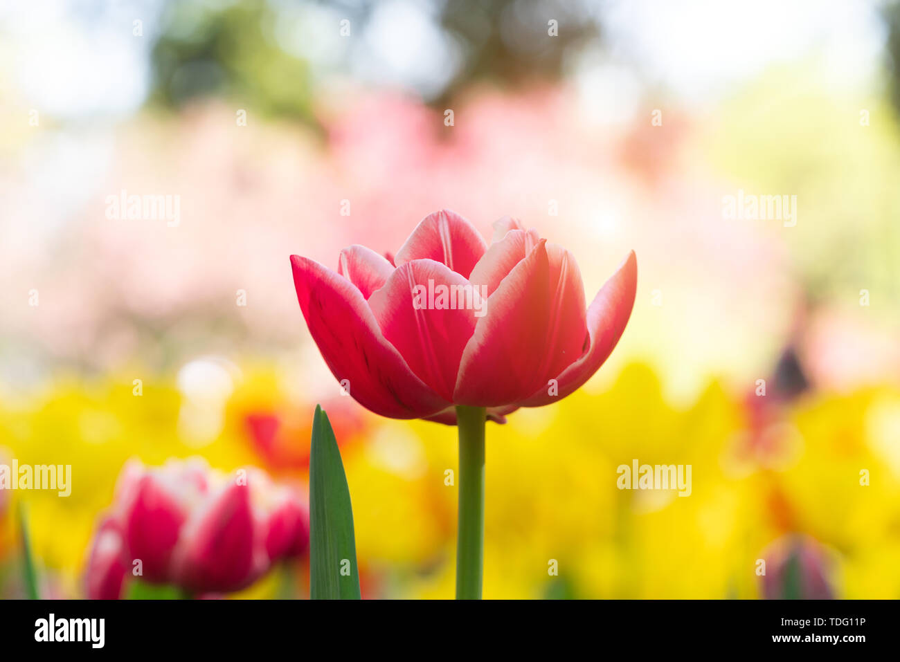 Spring beautiful tulip flowers background material Stock Photo - Alamy
