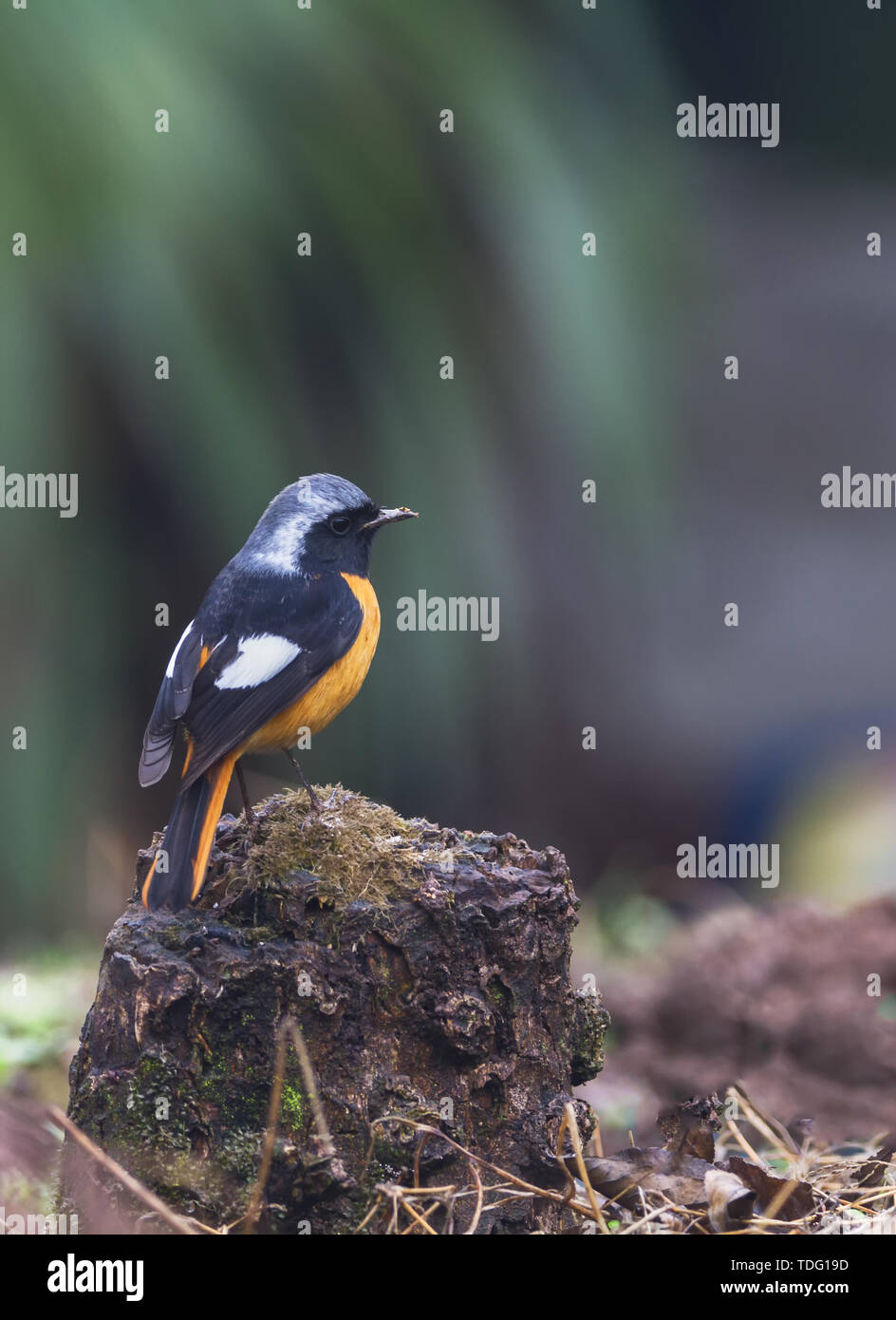 Northern red tailed robins hi-res stock photography and images - Alamy